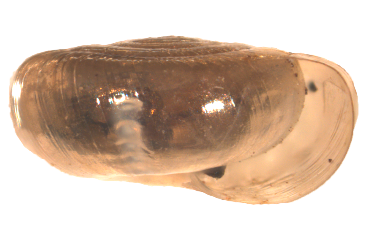 Mollusks : Carnegie Museum of Natural History