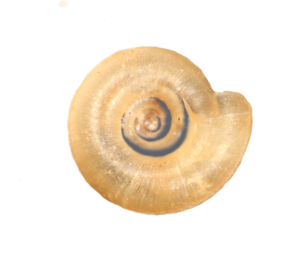 Mollusks : Carnegie Museum of Natural History