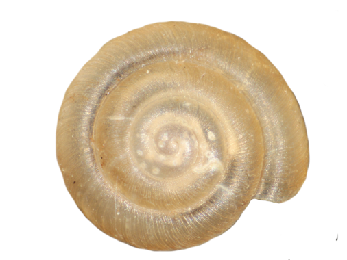 Mollusks : Carnegie Museum of Natural History