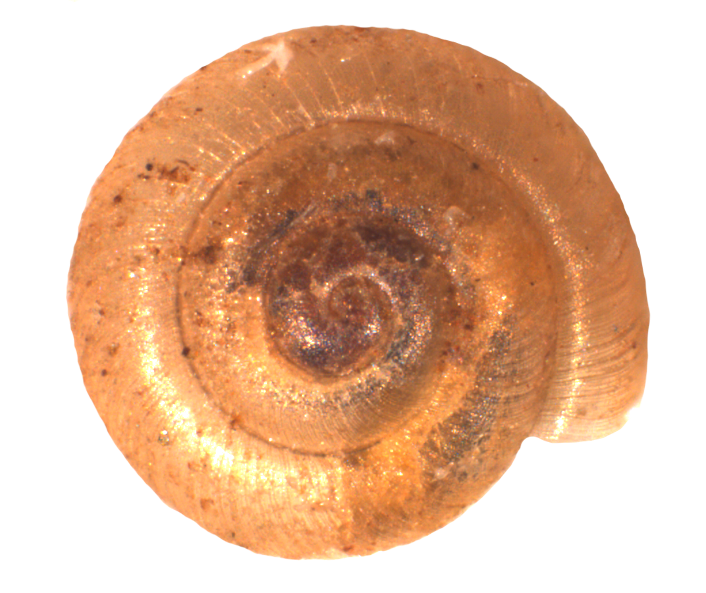 Mollusks : Carnegie Museum of Natural History