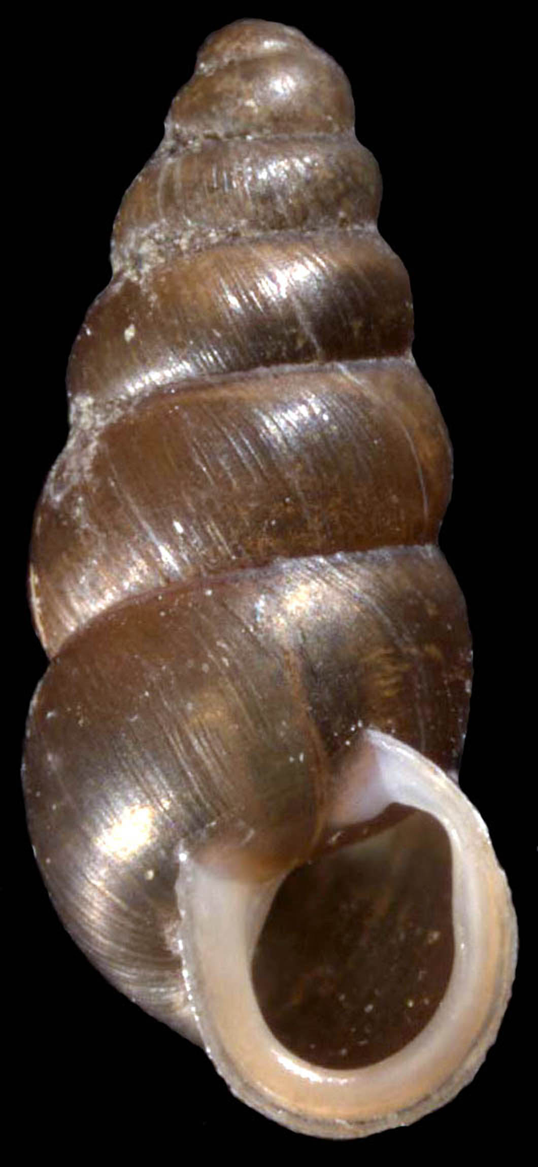 Mollusks : Carnegie Museum of Natural History