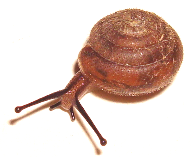 Mollusks : Carnegie Museum of Natural History