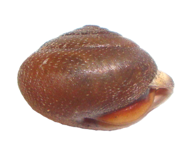 Mollusks : Carnegie Museum of Natural History