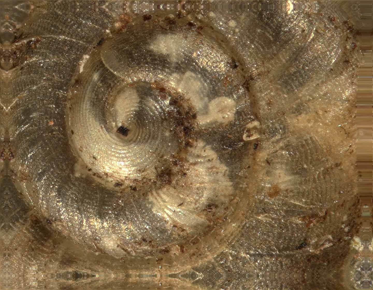 Mollusks : Carnegie Museum of Natural History