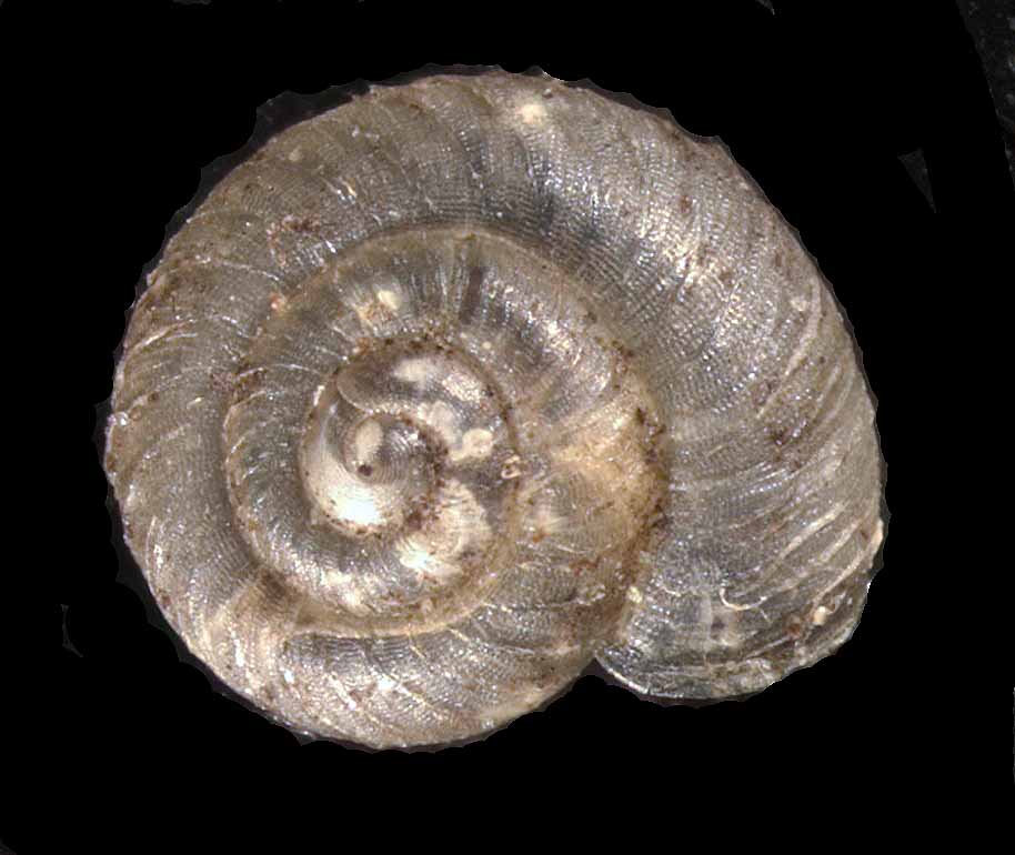 Mollusks : Carnegie Museum of Natural History