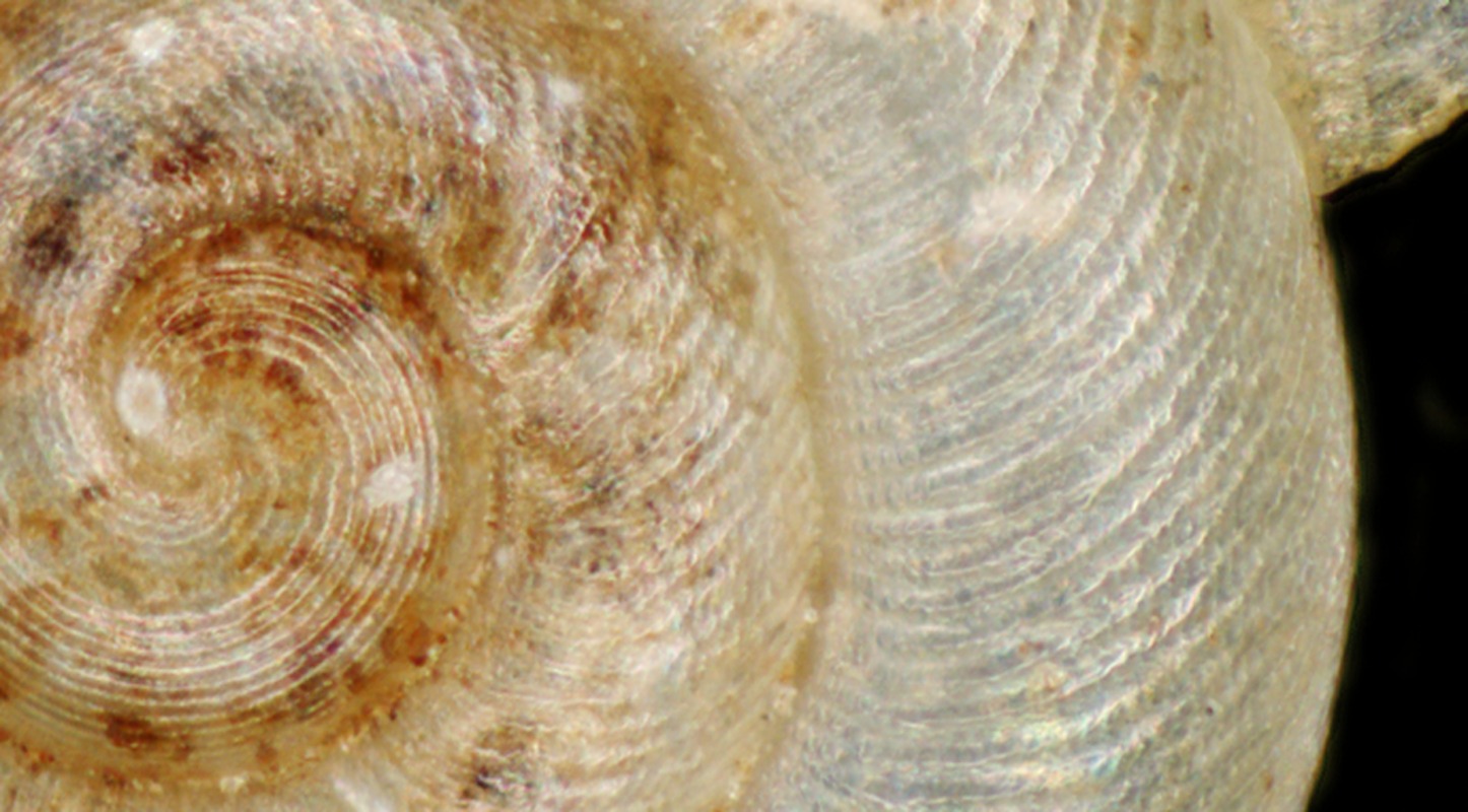 Mollusks : Carnegie Museum of Natural History