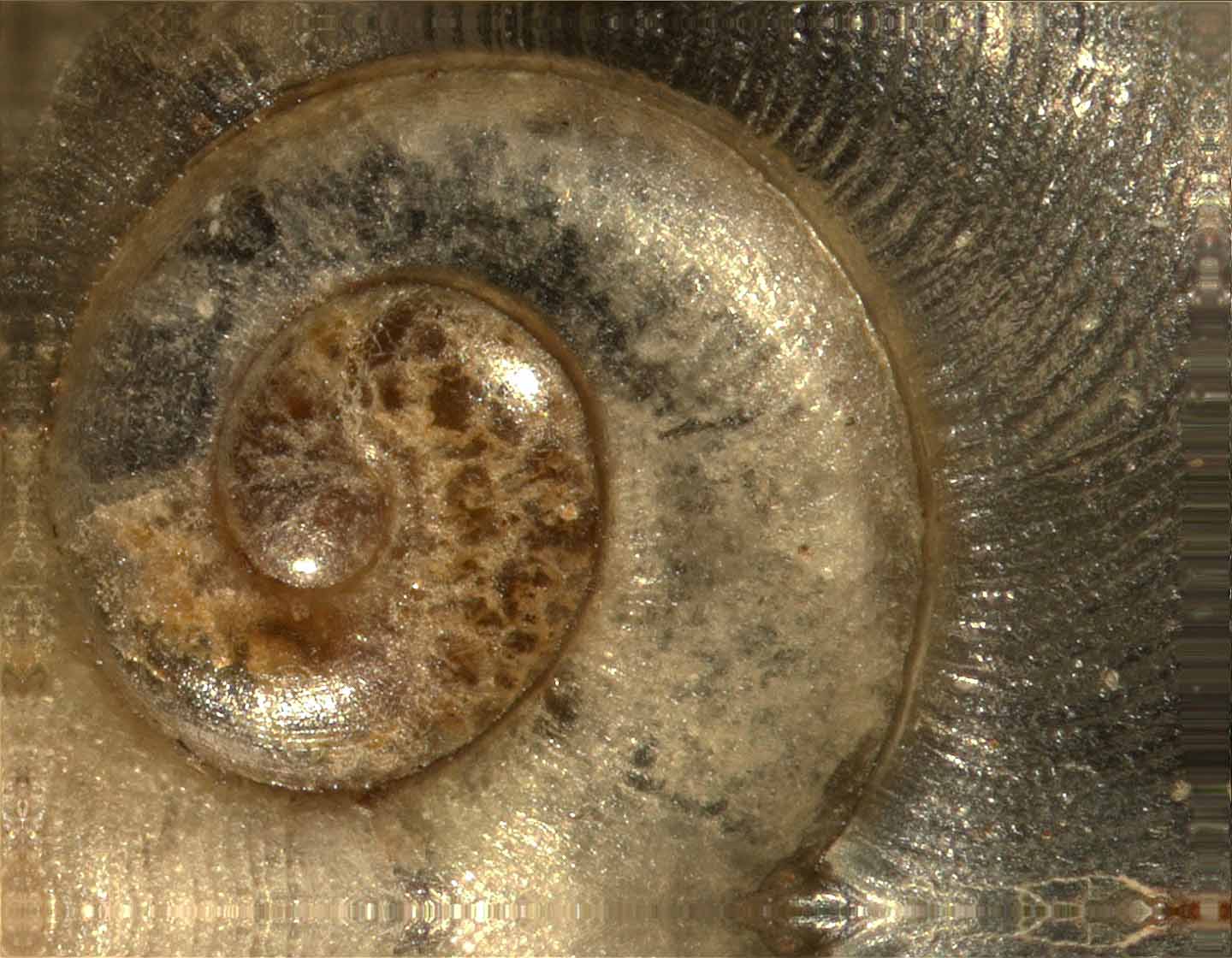 Mollusks : Carnegie Museum of Natural History