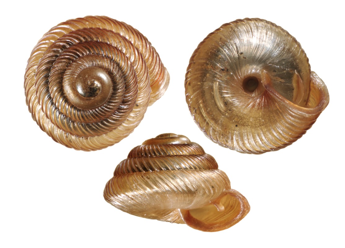 Mollusks : Carnegie Museum of Natural History