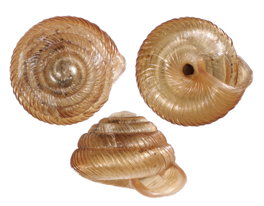 Mollusks : Carnegie Museum of Natural History