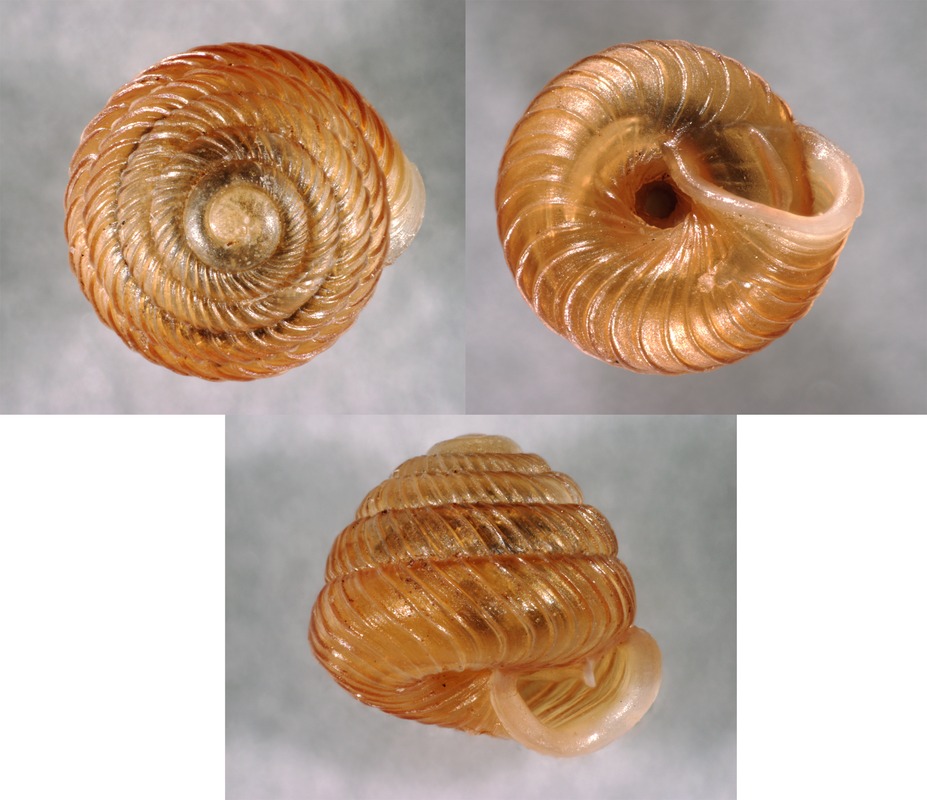 Mollusks : Carnegie Museum of Natural History
