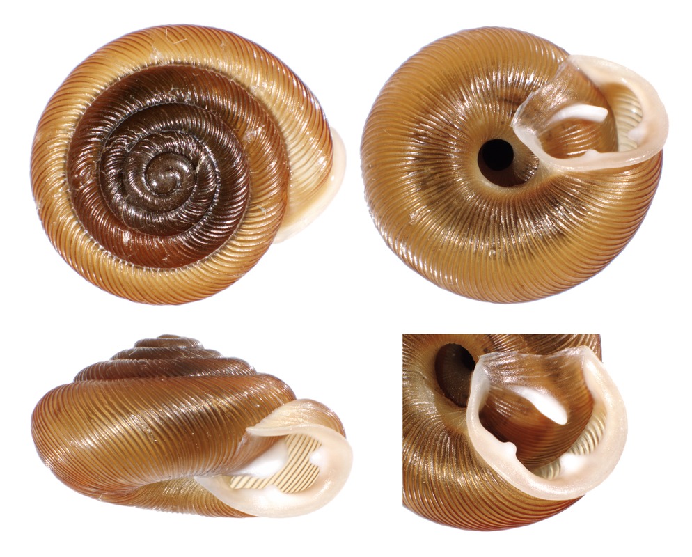 Mollusks : Carnegie Museum of Natural History