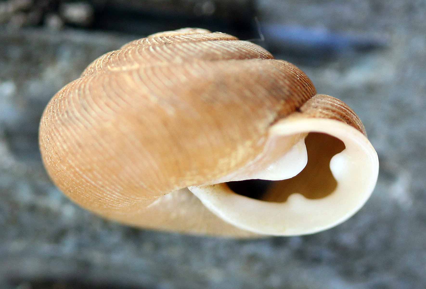 Mollusks : Carnegie Museum of Natural History