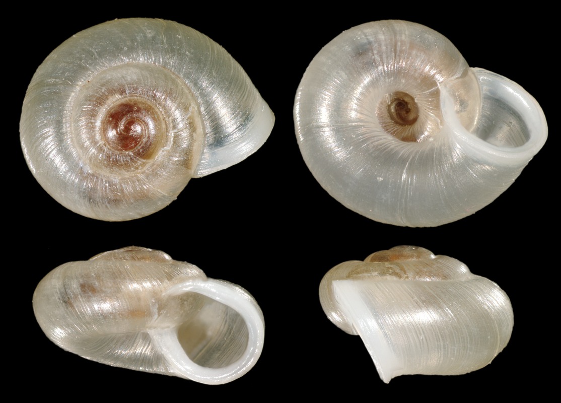 Mollusks : Carnegie Museum of Natural History