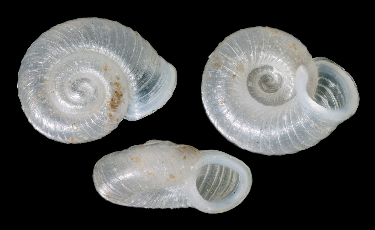 Mollusks : Carnegie Museum of Natural History