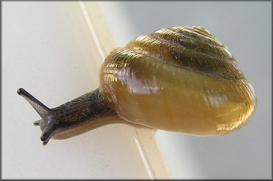 Mollusks : Carnegie Museum of Natural History