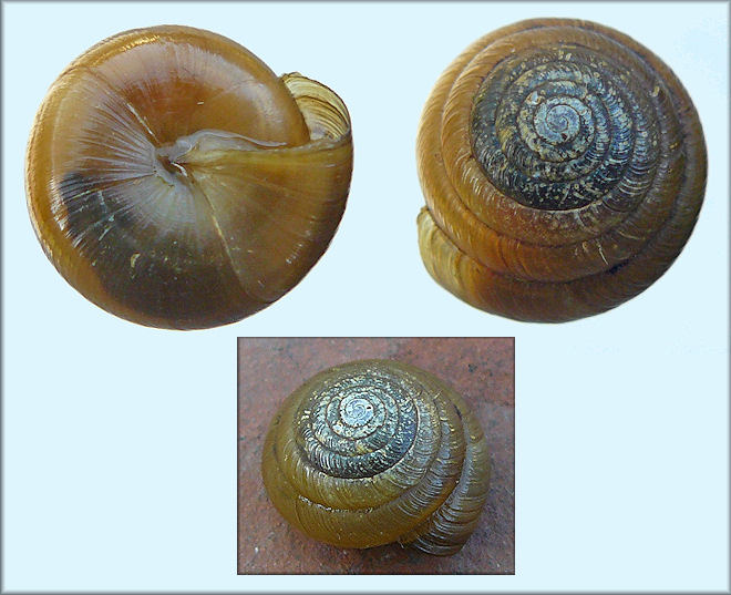 Mollusks : Carnegie Museum of Natural History