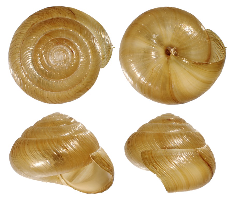 Mollusks : Carnegie Museum of Natural History
