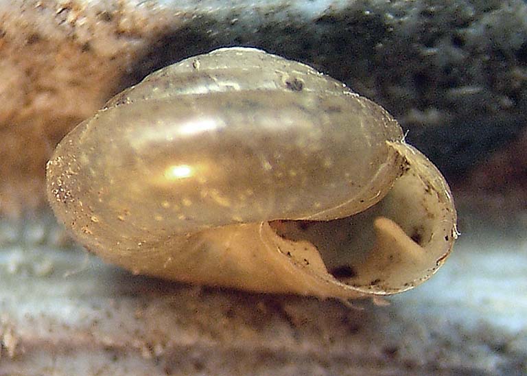 Mollusks : Carnegie Museum of Natural History