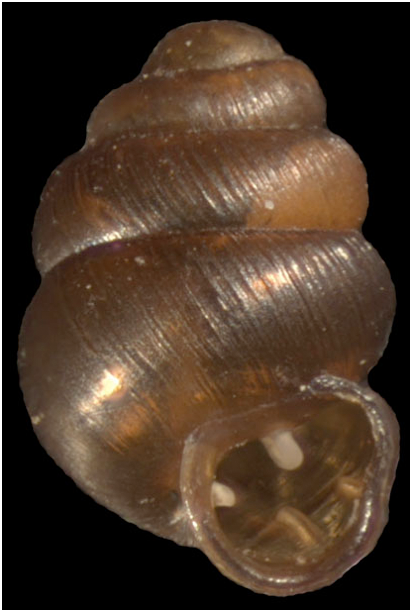 Mollusks : Carnegie Museum of Natural History