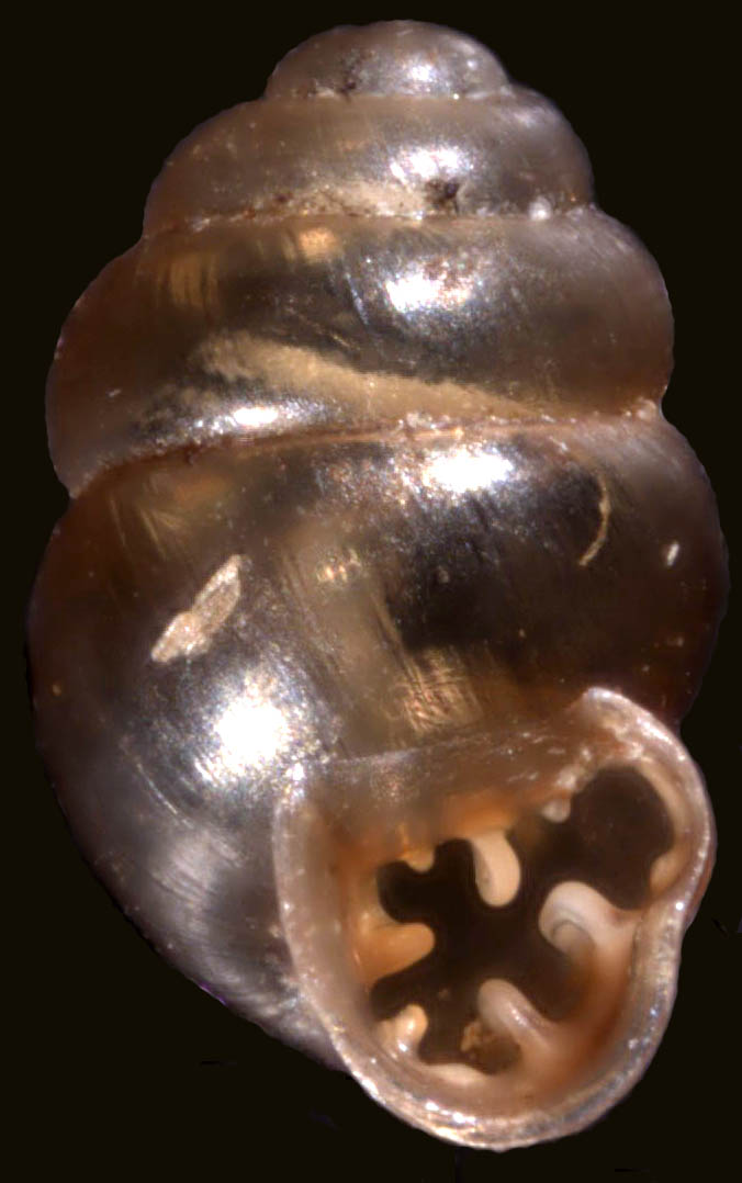 Mollusks : Carnegie Museum of Natural History