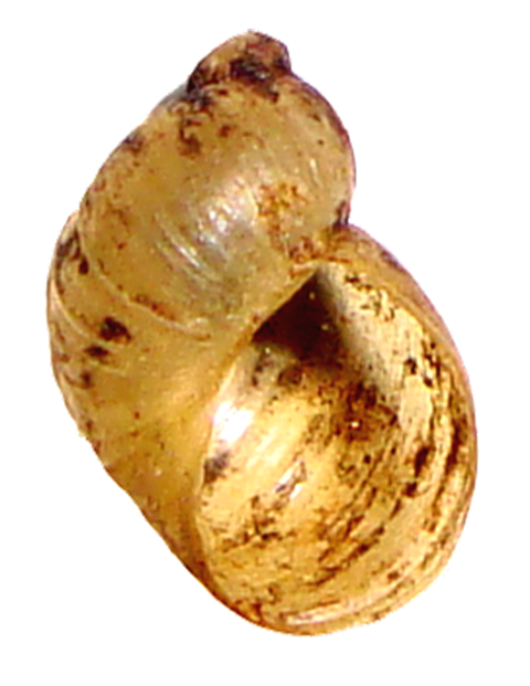 Mollusks : Carnegie Museum of Natural History