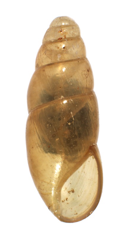 Mollusks : Carnegie Museum of Natural History