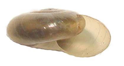 Mollusks : Carnegie Museum of Natural History