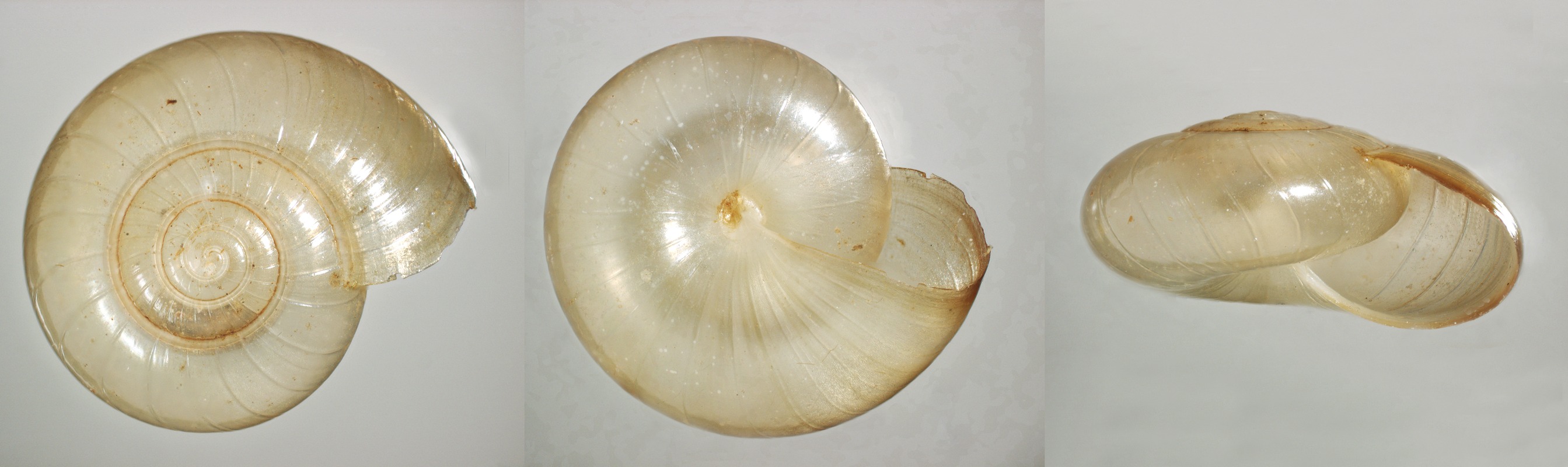 Mollusks : Carnegie Museum of Natural History