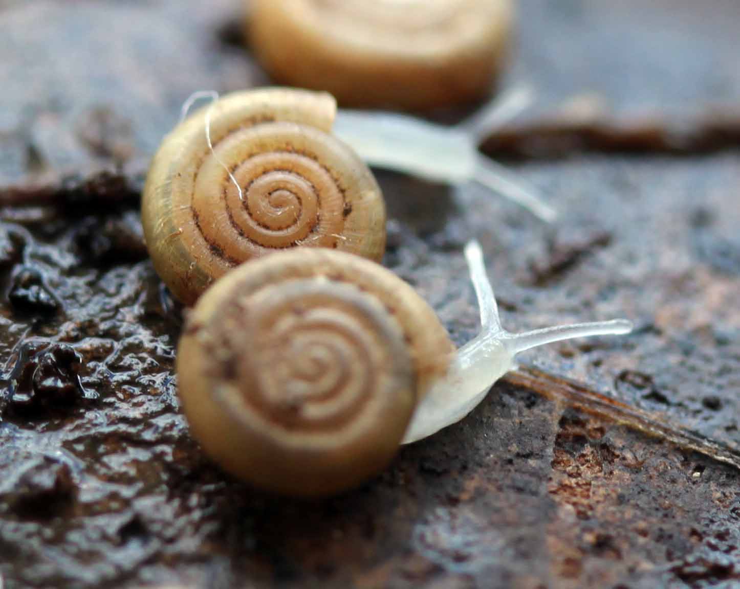 Mollusks : Carnegie Museum of Natural History