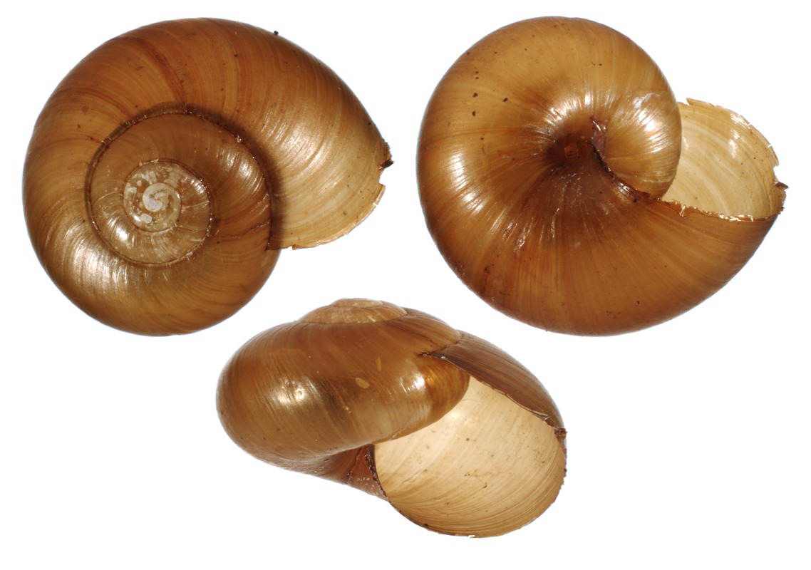 Mollusks : Carnegie Museum of Natural History