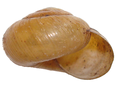 Mollusks : Carnegie Museum of Natural History