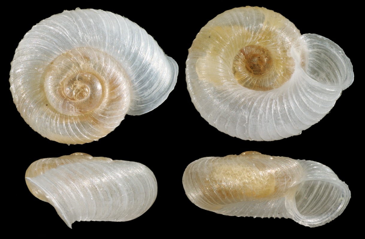 Mollusks : Carnegie Museum of Natural History